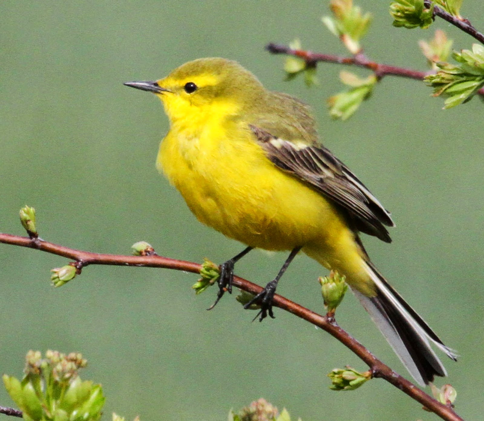 Birding with Flowers: Next Term 3: Yellow 'flava' Wagtails