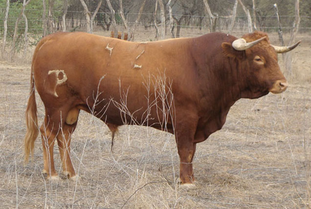 TAUROMAQUIAS - Primera bitácora taurina del Perú: Toros para la Cuarta ...