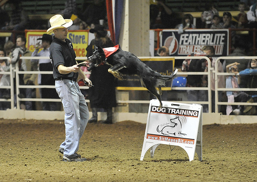 Aggressive Dog Training Tips | Dog Training