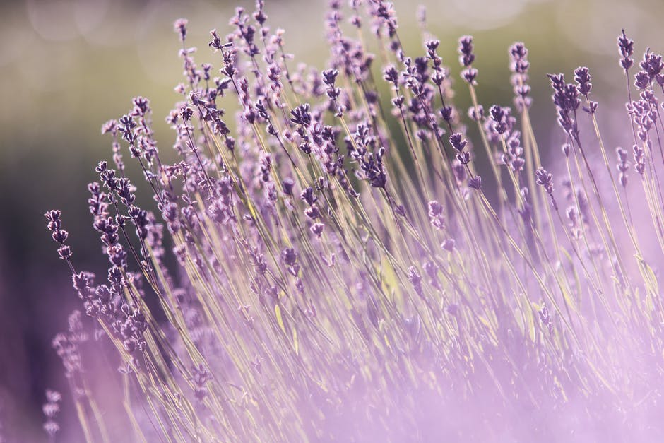 10 Fakta Bunga Lavender Yang Menarik - SEGALA FAKTA