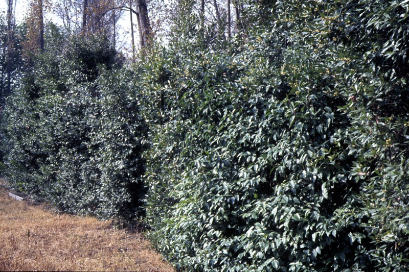 EL MUNDO MICROSCÓPICO DE LAS PLANTAS: Laurus nobilis L. (Laurel)