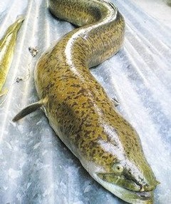 Belut Besar Bertelinga - SUMBERDAYA KELAUTAN DAN PERIKANAN