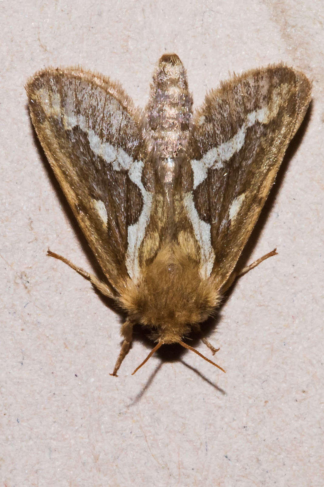 Butterflies, Dragonflies, Moths & other Insects: Common Swift Moth