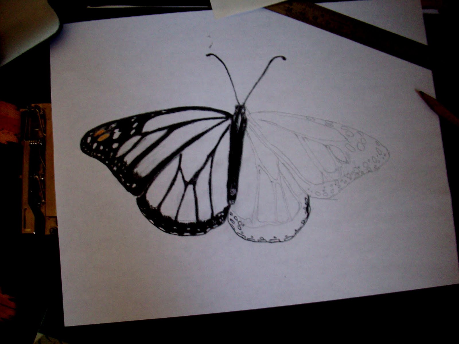 Distorted Symmetry: Order in Chaos: The Making of a Monarch Butterfly