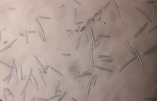 Pustaka Porifera: Materi Filum Porifera