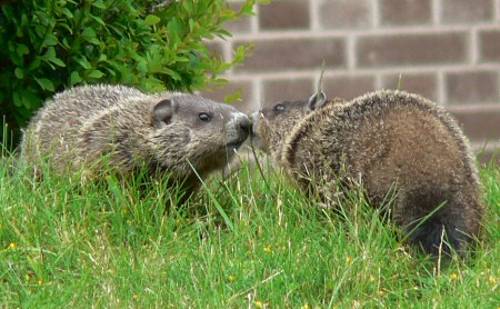 Groundhogs Animals | Latest Facts & Pictures | All Wildlife Photographs