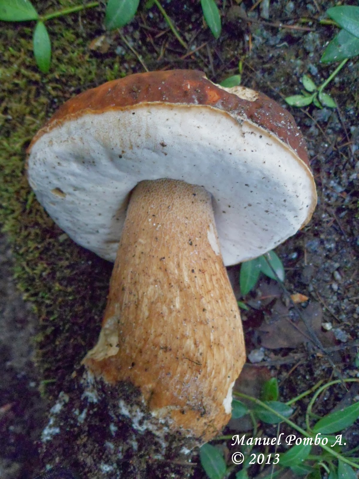 Un micólogo aficionado: Boletus aereus