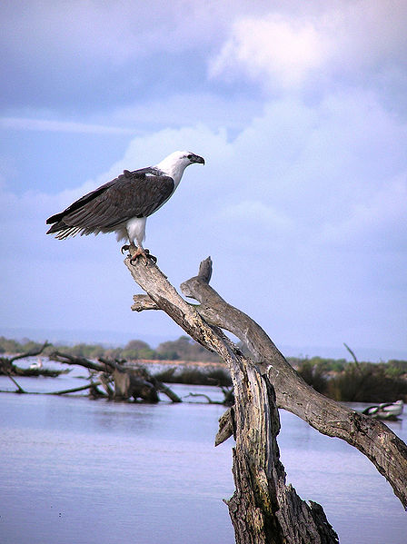 Spreebird wildlife: EAGLES OF PAKISTAN