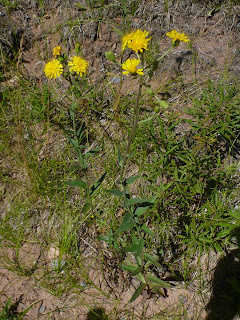 Frank On A Bike: Roadside wildflowers part 3: The North Woods