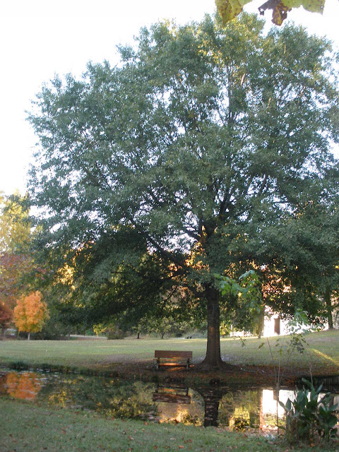 MARIETTE'S BACK TO BASICS: {Our Different Oaks}