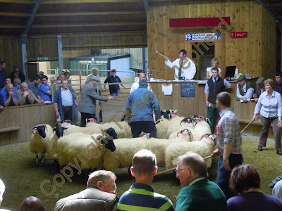 Shepherd's blog: Hexham Mart. Draft ewe sale day.