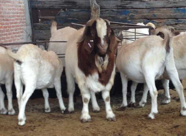 Cabras boer: Sementales y cabras Boer en Rancho Montero
