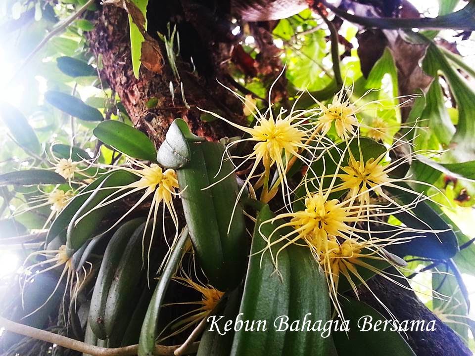 Kebun Bahagia Bersama: Bunga Warna Kuning