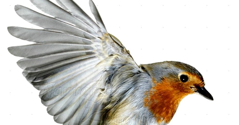 Robin In Flight | Amazing Wallpapers