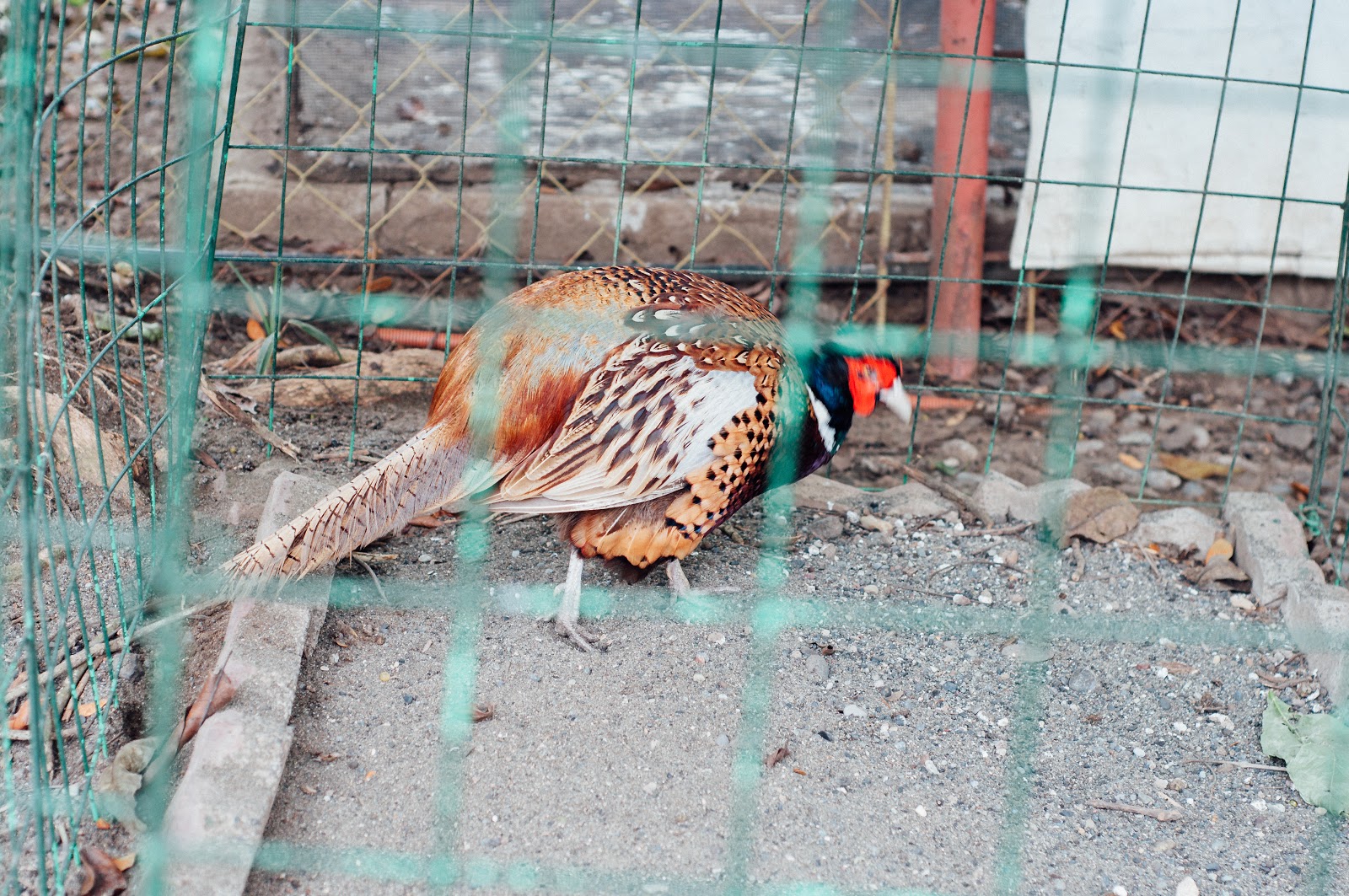 Discover Davao : Davao Crocodile Park - Ochi In The City