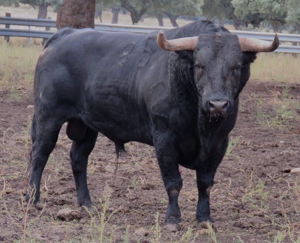 DETOROS Y MAS: Los toros españoles de Garcigrande estarán en Lima el ...