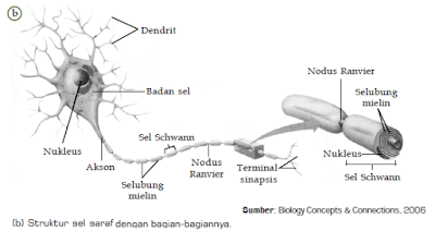 Sun Shine: Sistem Saraf Pada Manusia