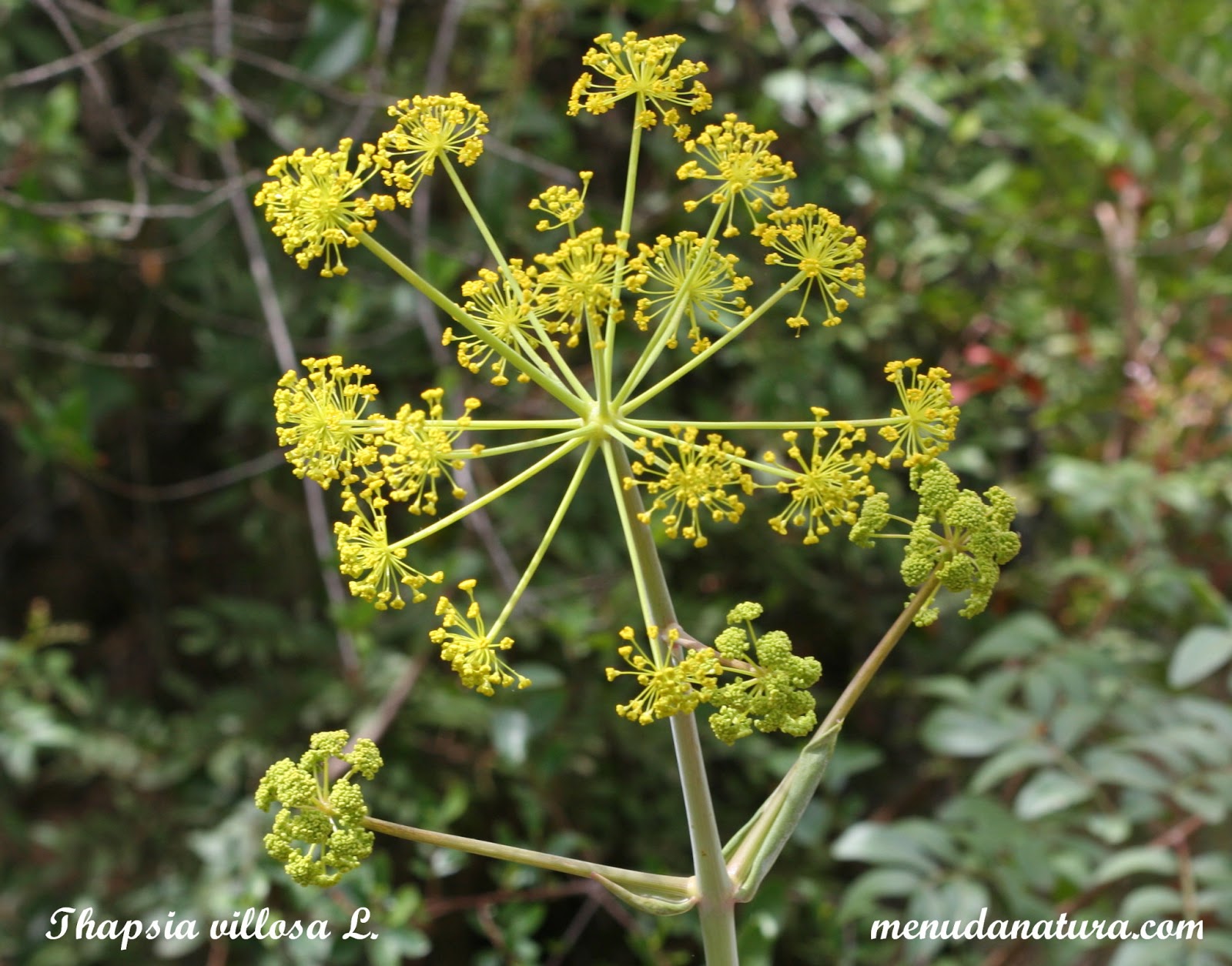 Menuda Natura: Thapsia villosa L.