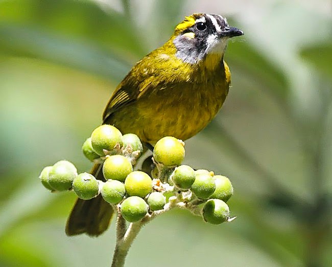 Safari Sri Lanka: Yellow Eared Bulbul - Endemic to Sri Lanka