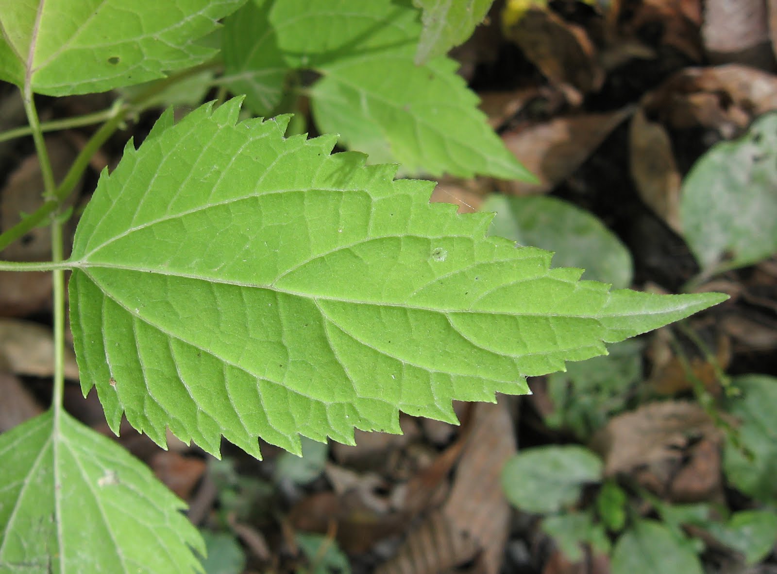 Tangled Web: A Short Primer on "Aster"ology