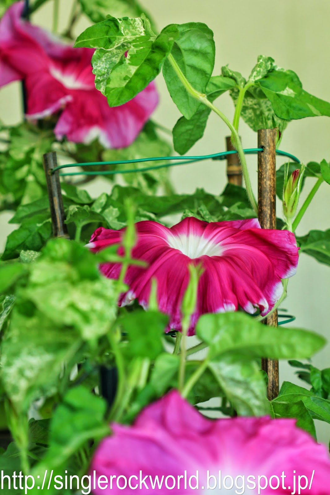 Let's wake up early and meet the morning flower |singlerockworld A ...