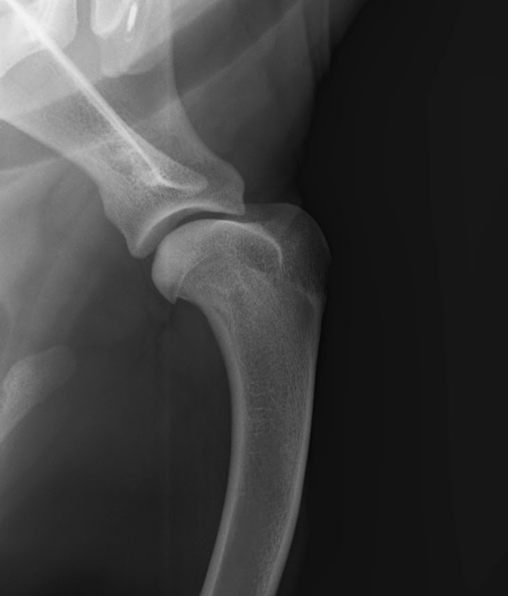 Traumatología y Ortopedia Veterinaria: Ortopedia