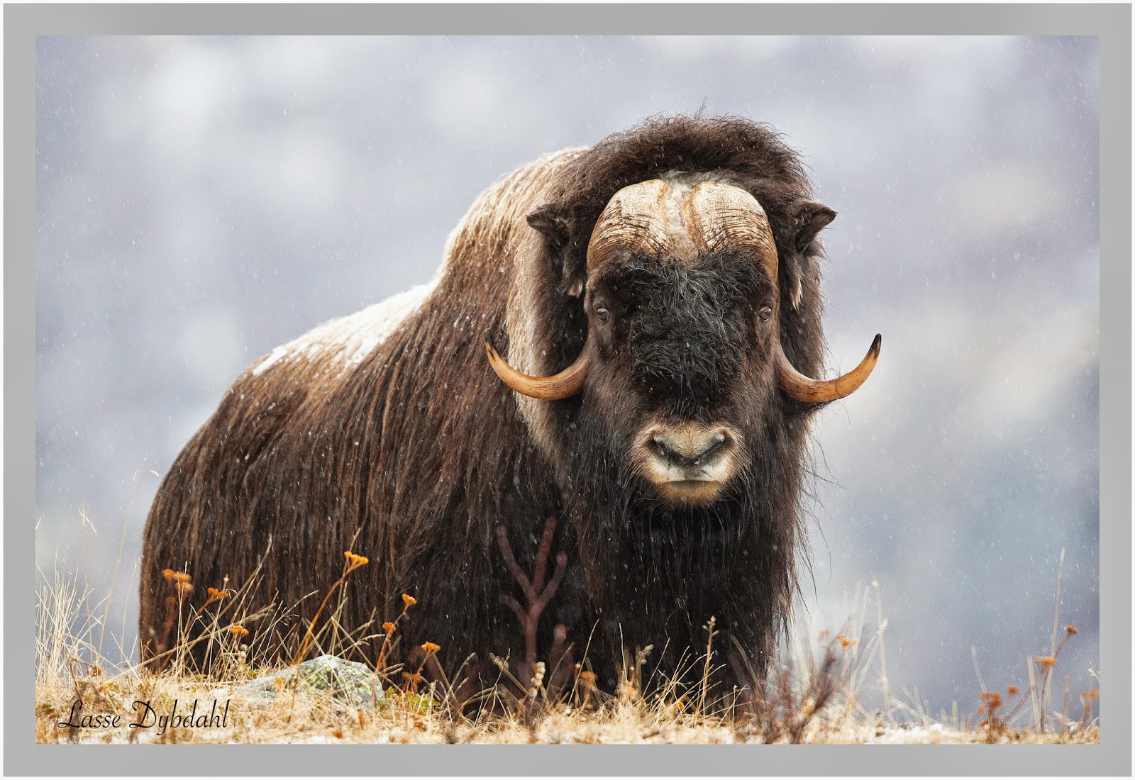 Lasses naturfoto: Moskus (musk ox) på Dovrefjell