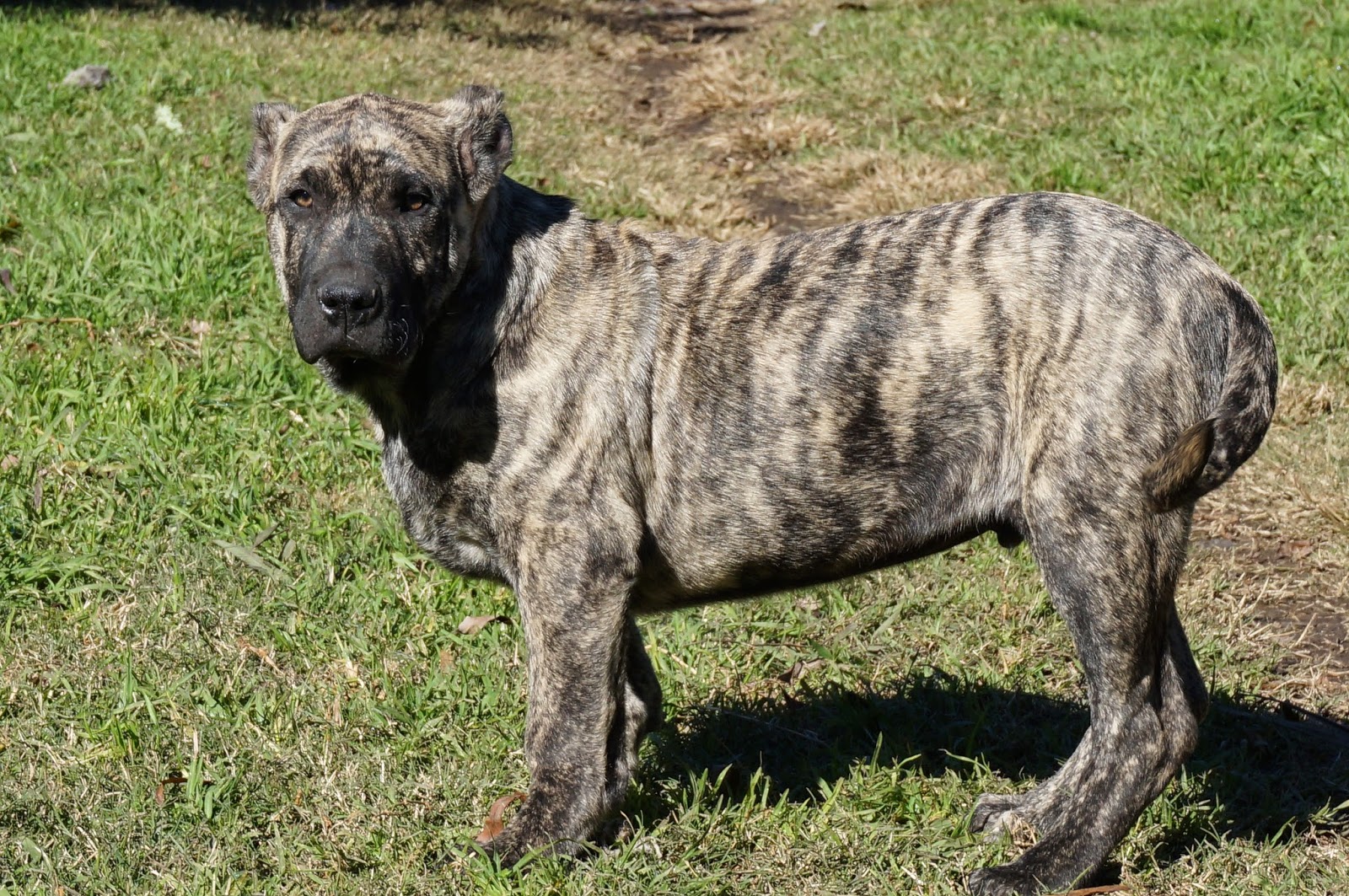 Cimarrones Los Nogales: Carabí de los Nogales.Ultimo en irse.-