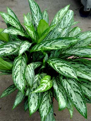 Home And Garden : Aglaonema crispum " silver Queen"
