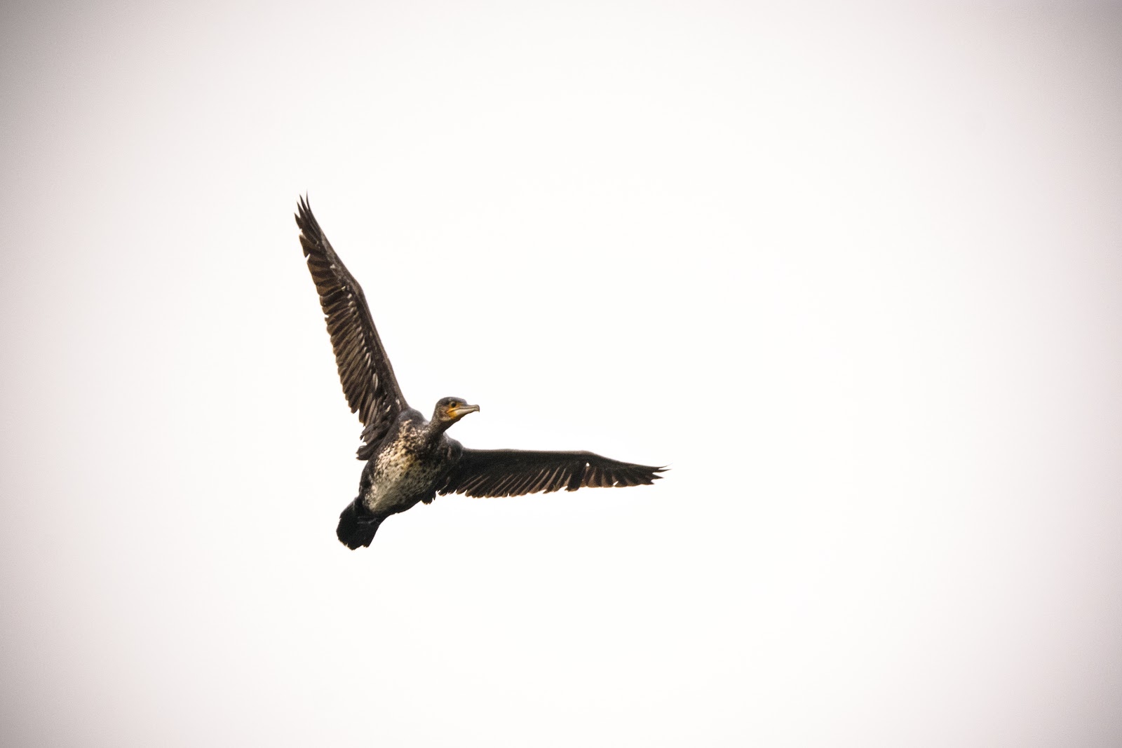 Claes`s Photo blog: high key birds inflight