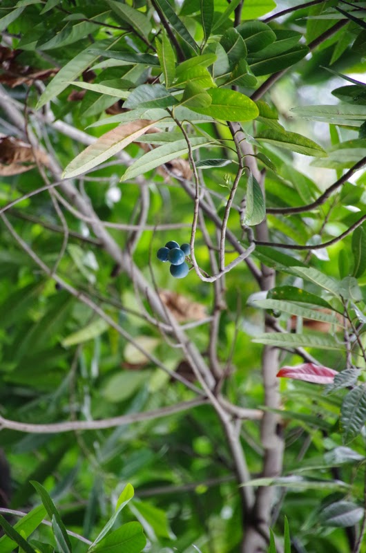 Trees and Plants: Blue Marble Tree (Elaeocarpus Angustifolius)
