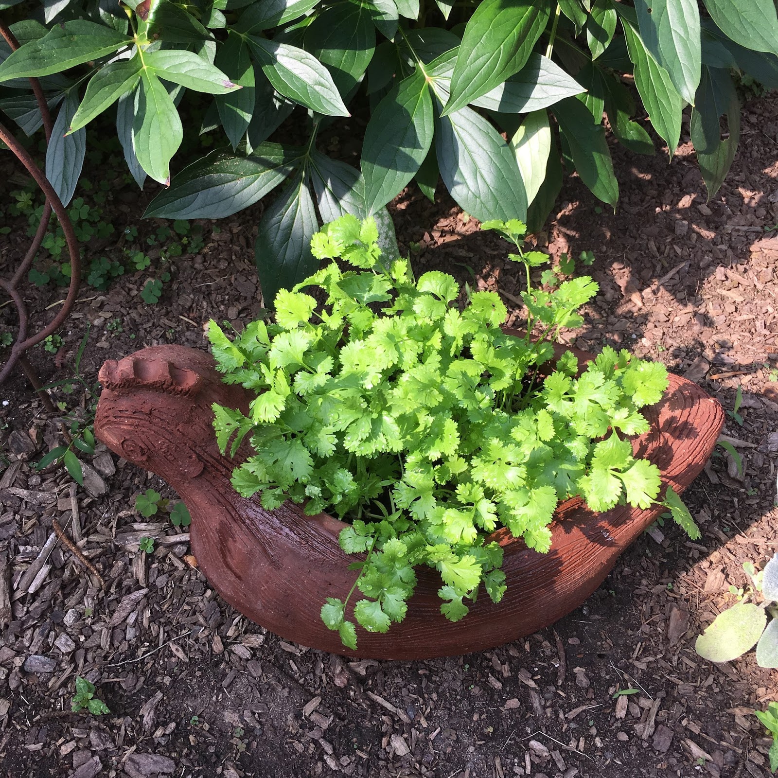 Content in a Cottage: My Baby Robin and A Pot of Corriander