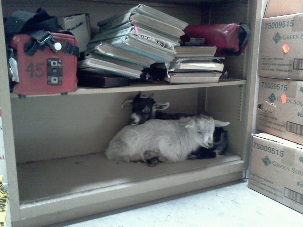 Firefighters Rescue Goats and Seek Owner