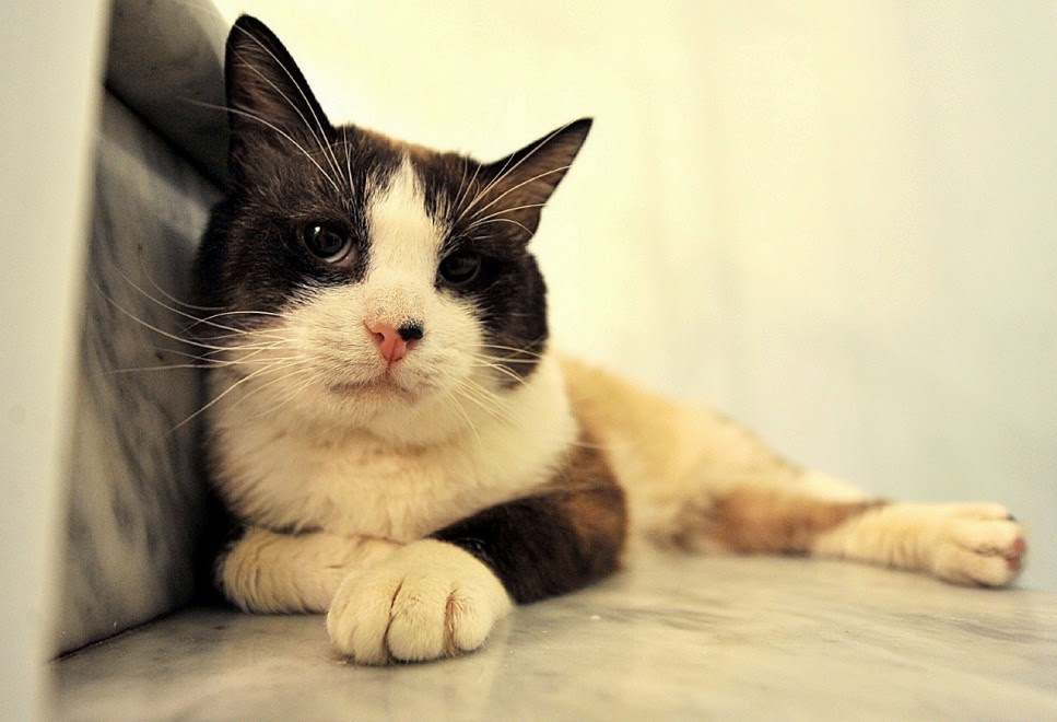 aperto il primo cat cafè d'Italia