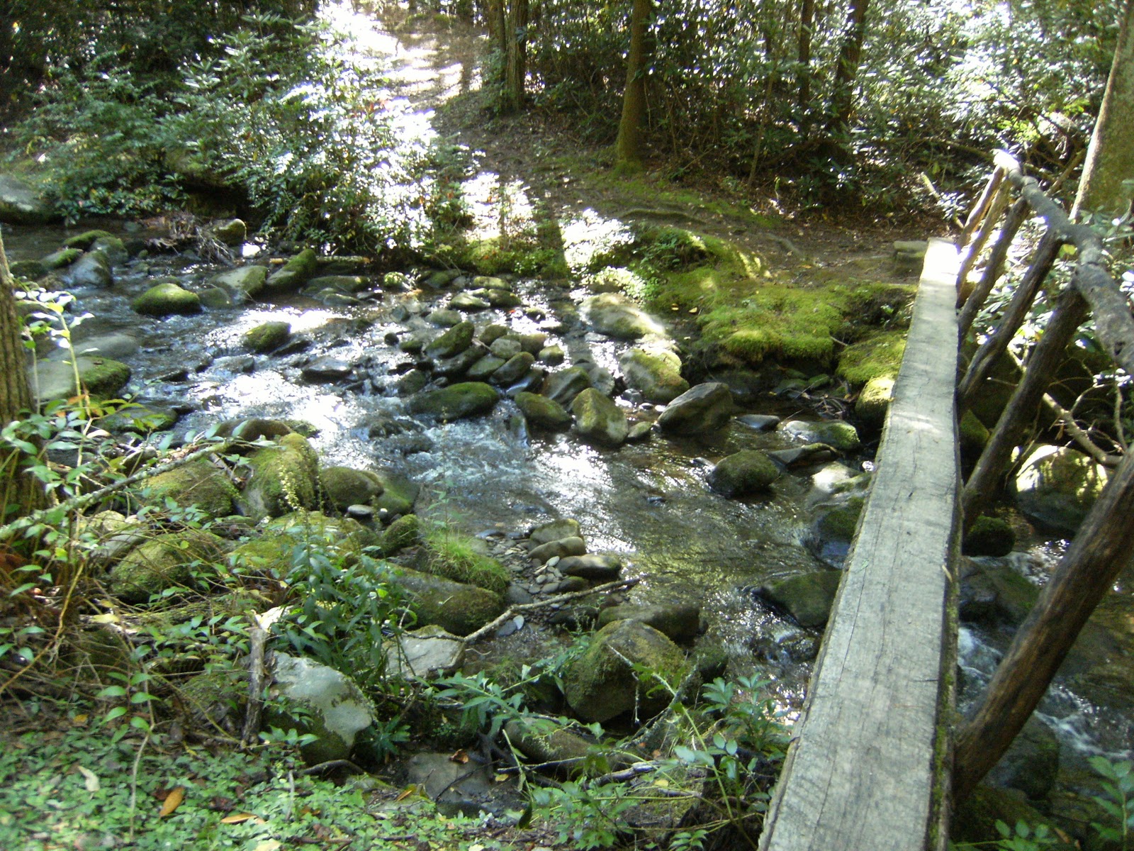 GSMNP - HIKER: Hike to Gregory Bald in the GSMNP