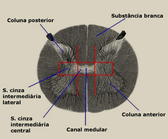Blogão de Fisio: MEDULA ESPINHAL