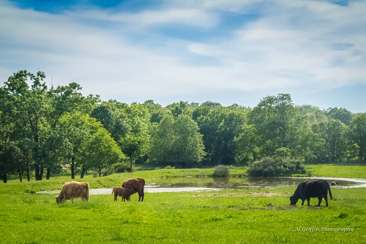 Our Eyes Upon Missouri: Highway H Highland Cattle Ranch, Owned and ...