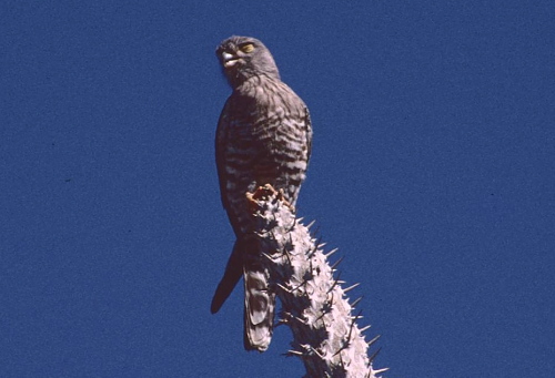 Birding North Unst: July 1998