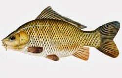 AFIESH SP: IKAN MAS (Cyprinus carpio)