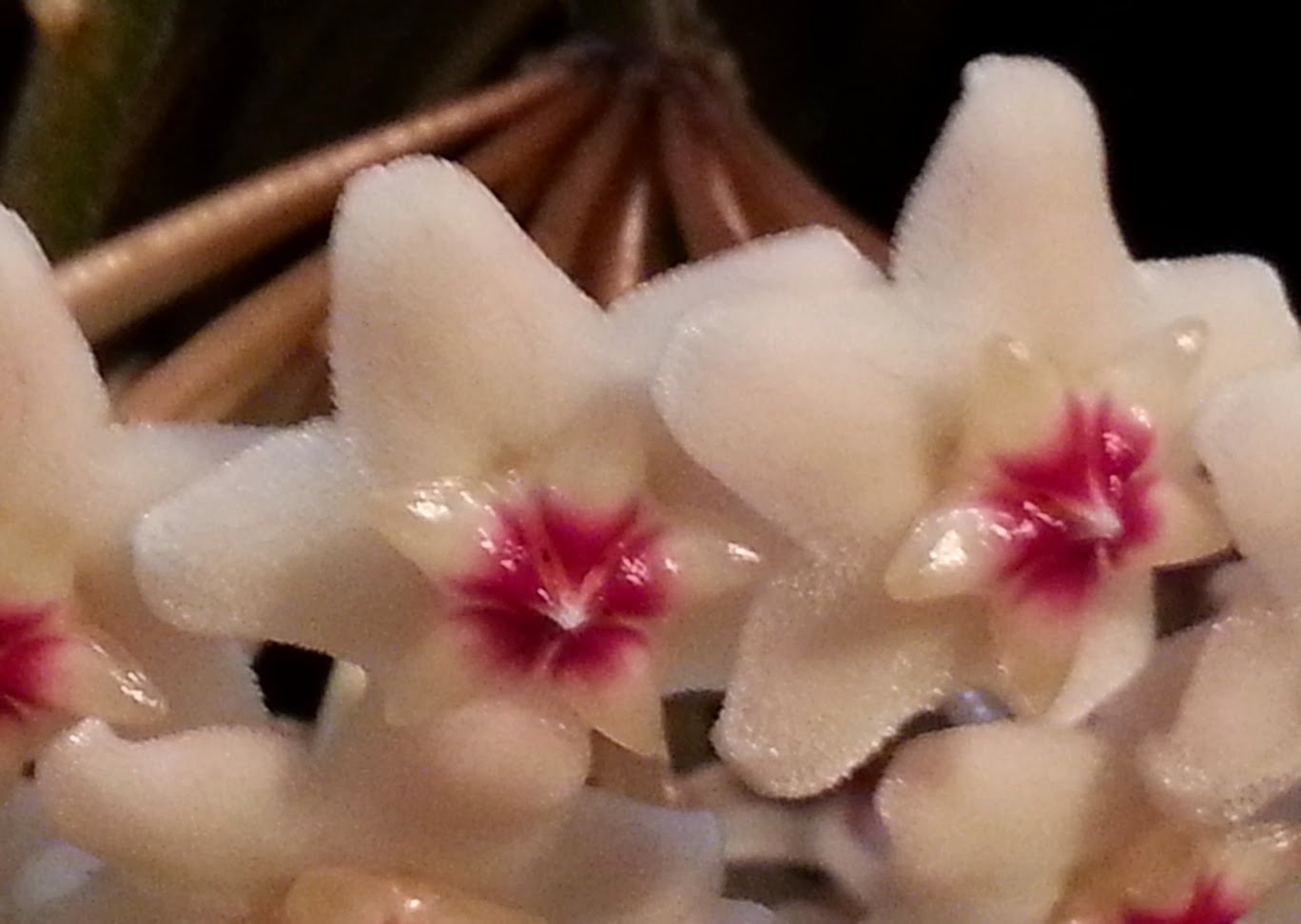 Weeding on the Wild Side: Wild Bird Wednesday Nuthatch, Hoya