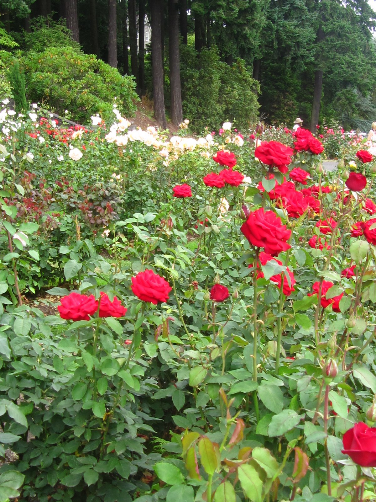 On the garden path: A day at the Portland Rose Garden