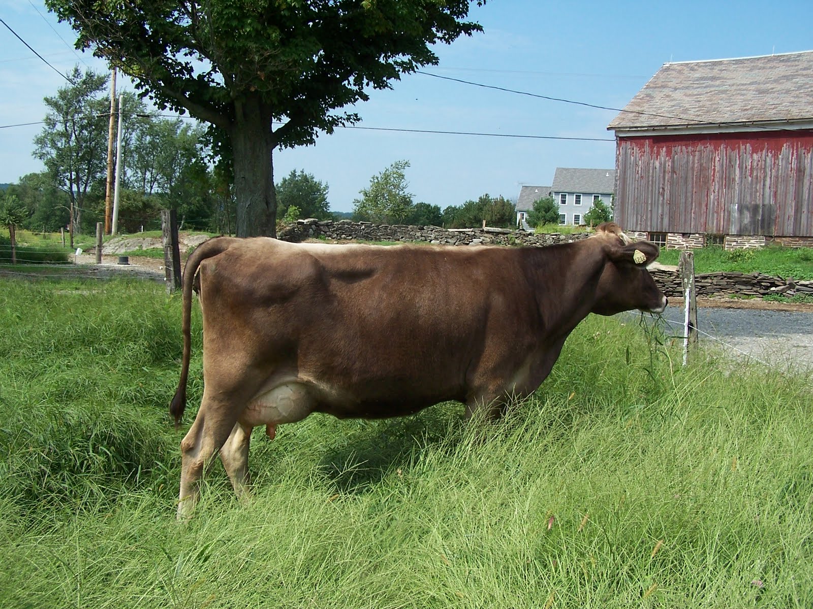 Wayward Goose Farm: Cow of the Day