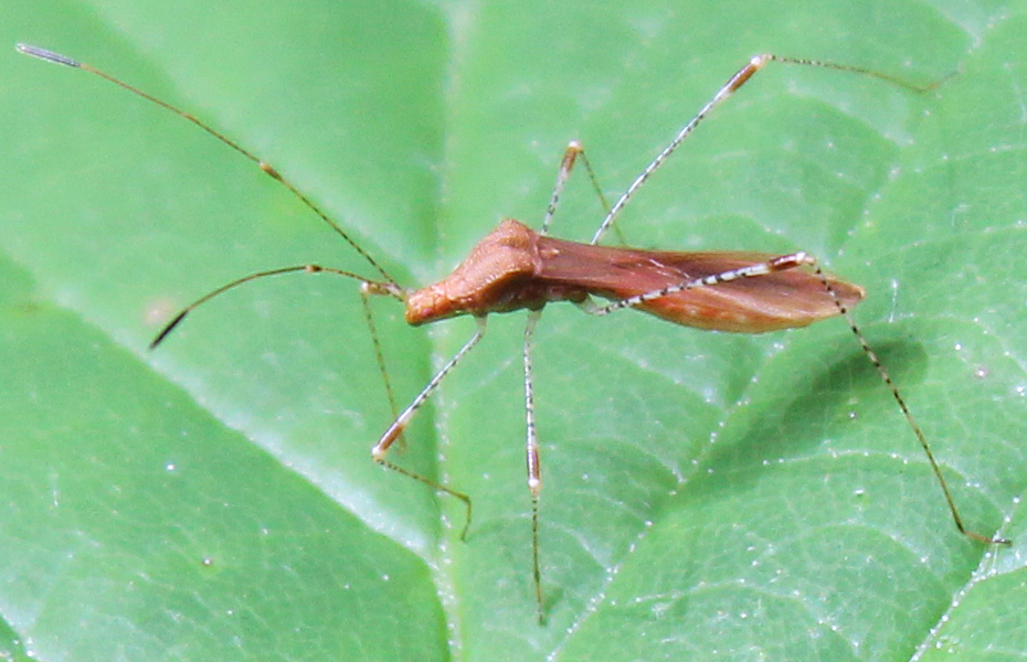 Wild About Wales Ape and Monkey Sanctuary: January 2013