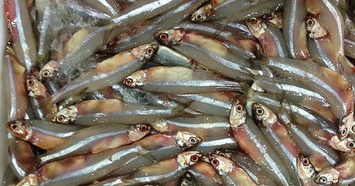 FISHING: Fishes: List of fishes available in India. (saltwater and ...