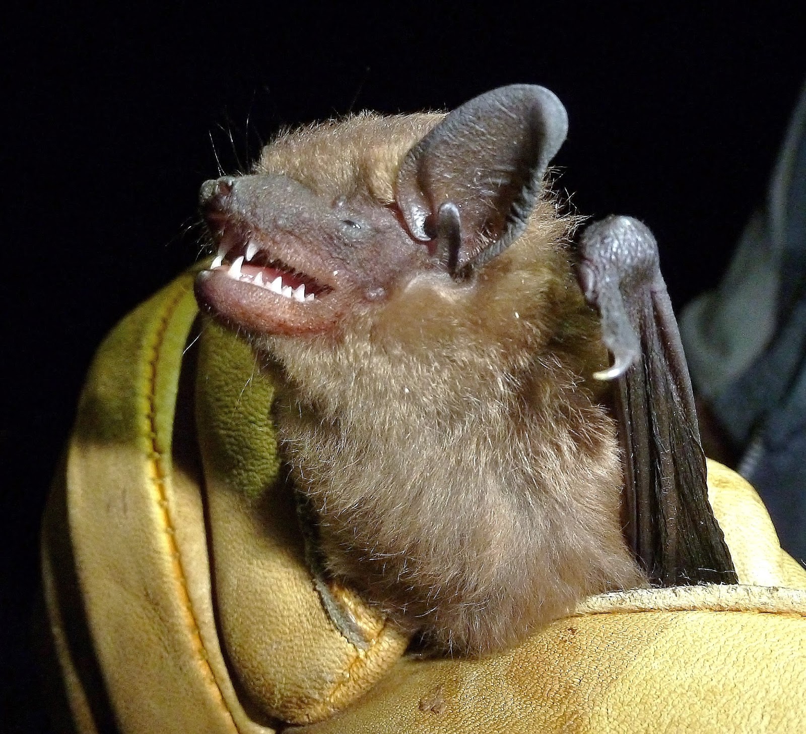 Brandt's, Whiskered and Alcathoe bats: My MSc research: The first six ...