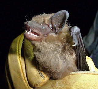 Brandt's, Whiskered and Alcathoe bats: My MSc research: The first six ...