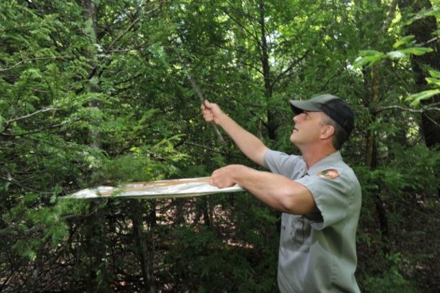 Bug Eric: Jumping Spider, Phidippus insignarius