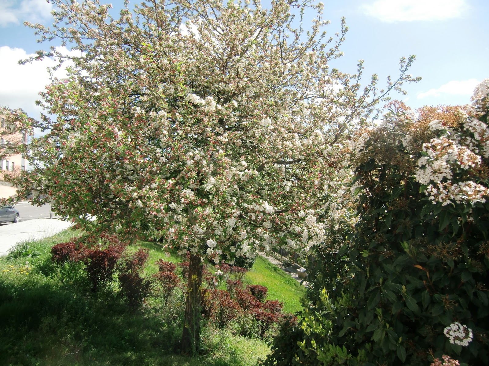Plantas de Huerta Otea, Salamanca: Manzano de flor, manzano rosa ...