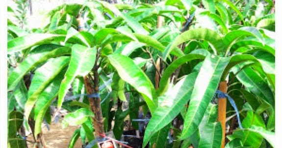 Cita Tani Nursery (NS015495-D): Benih Mangga R2E2