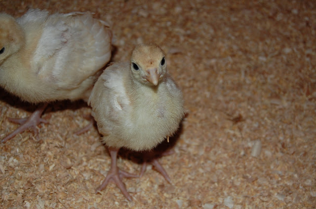 Miniferma de Curcani: Prima generatie de curcani din acest an